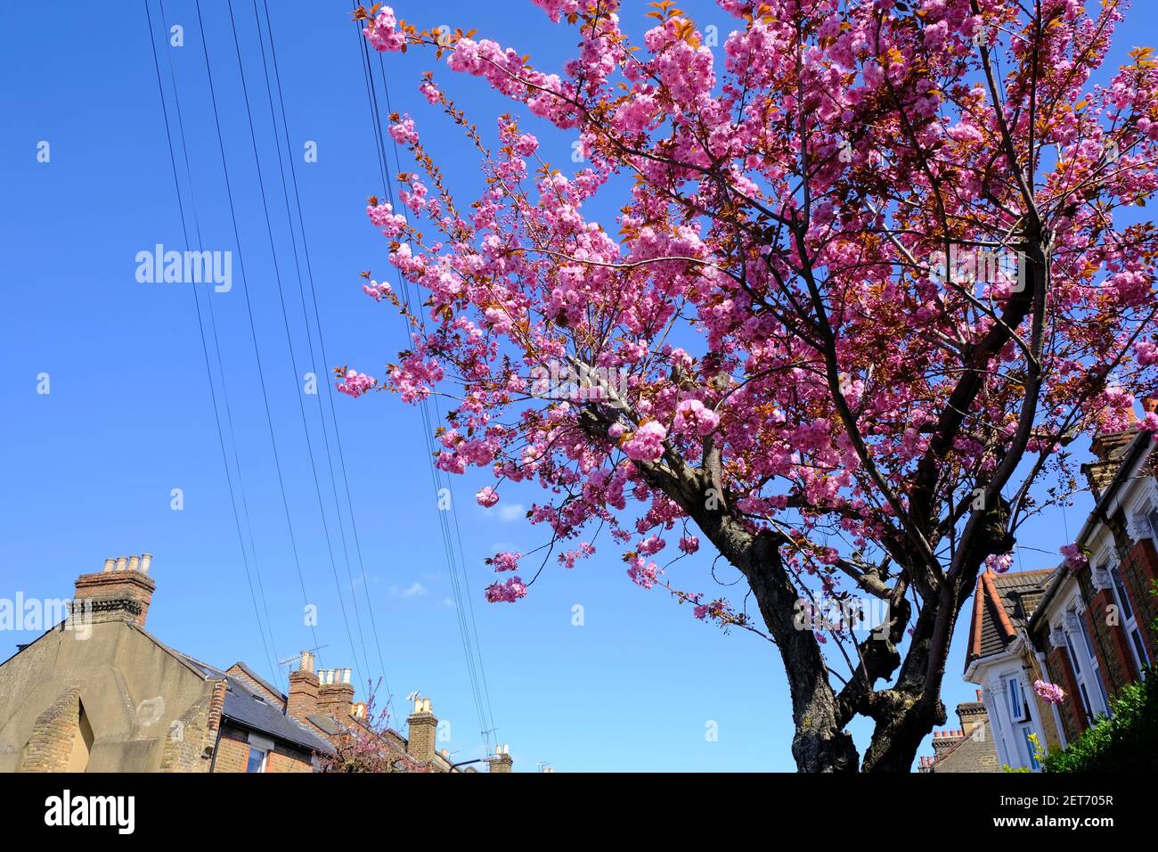 Spring blossom, London, United Kingdom Stock Photo - Alamy