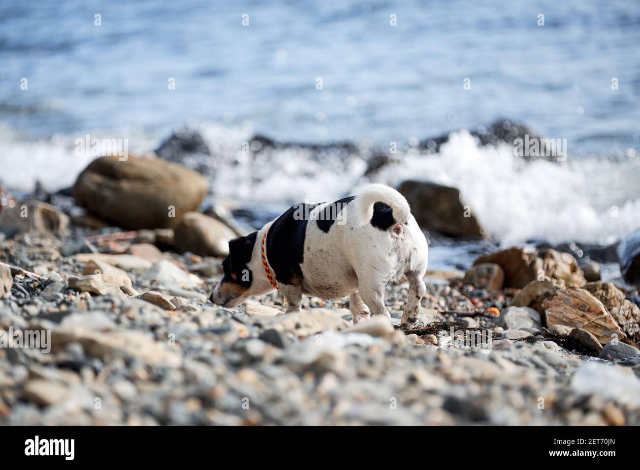 Smooth haired black and white spotted Jack Russell Terrier walks on ...