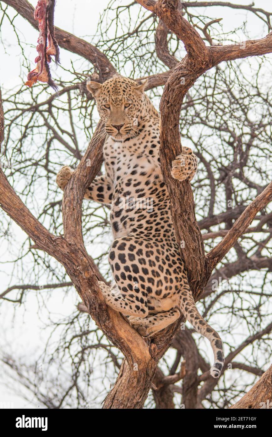 A Leopard in the dry plains of the kalahari desert in Namibia Stock ...