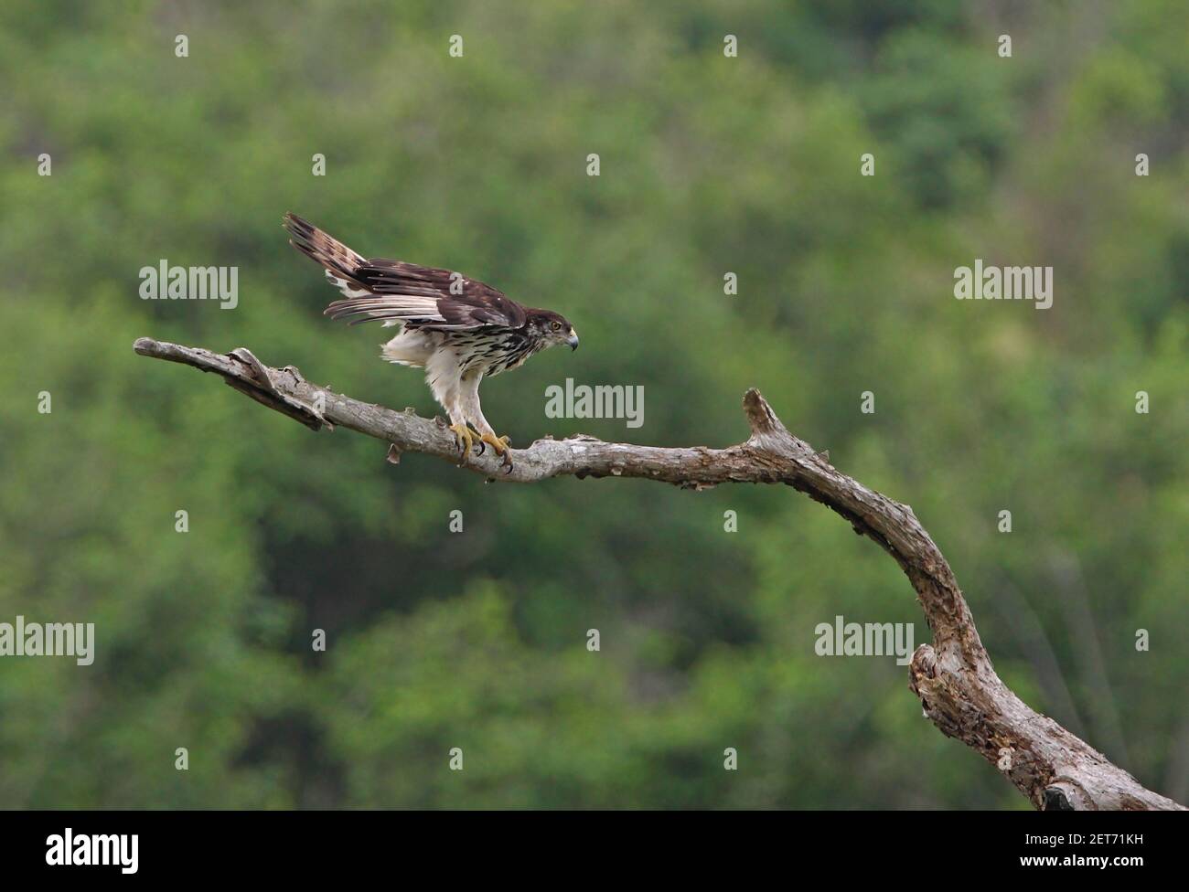 African hawk eagle hi-res stock photography and images - Alamy