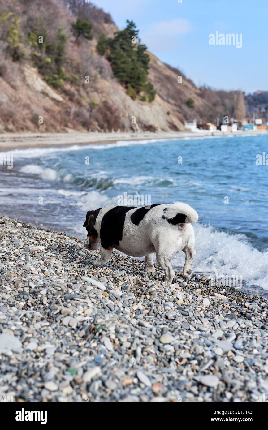 Smooth haired black and white spotted Jack Russell Terrier walks on ...