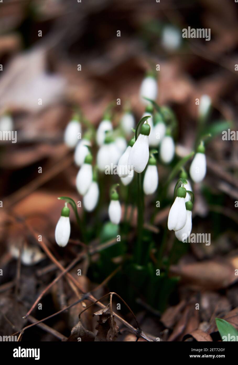 White snowdrops grow in forest in clearing. First wild spring flowers ...