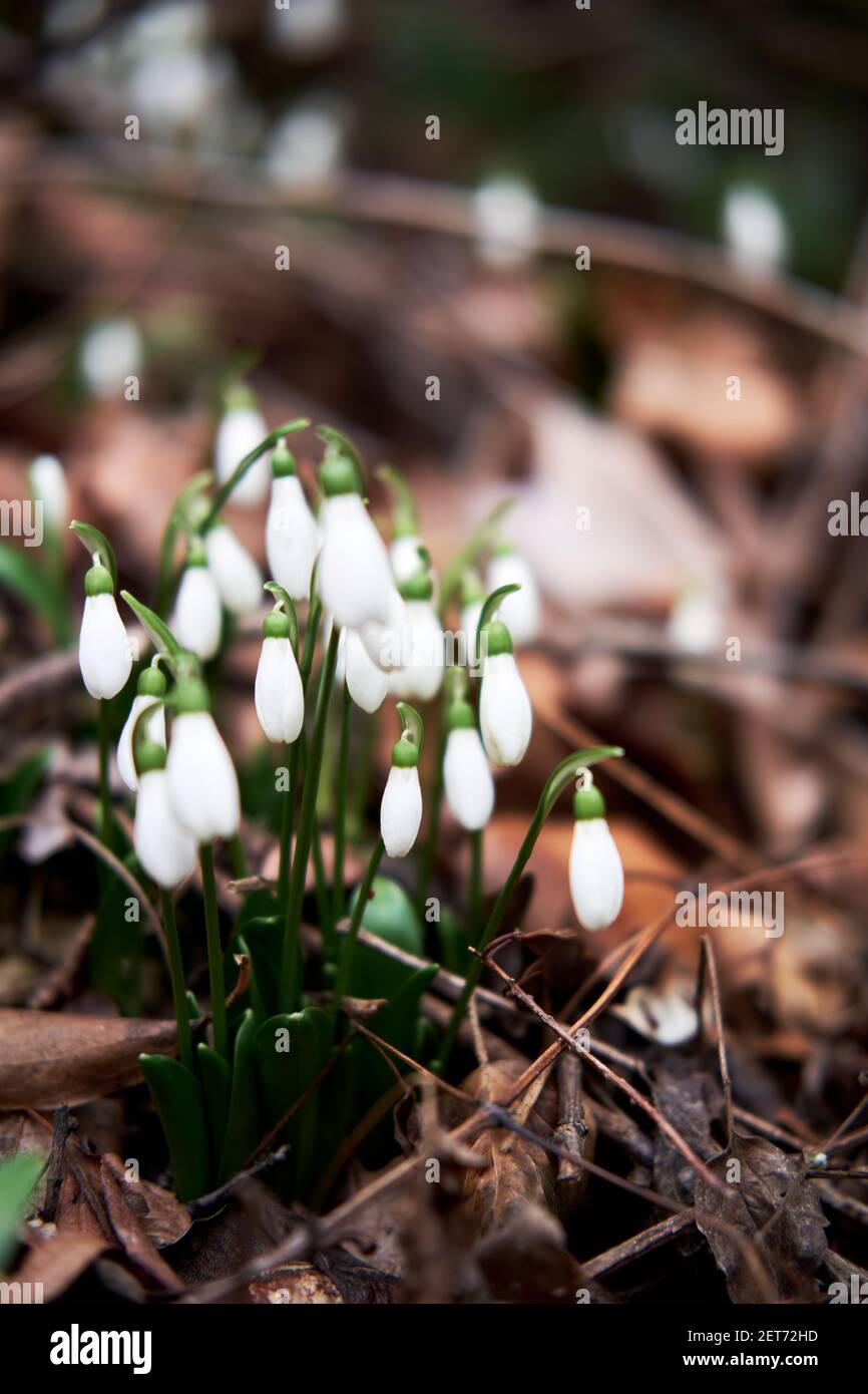 White snowdrops grow in forest in clearing. First wild spring flowers ...