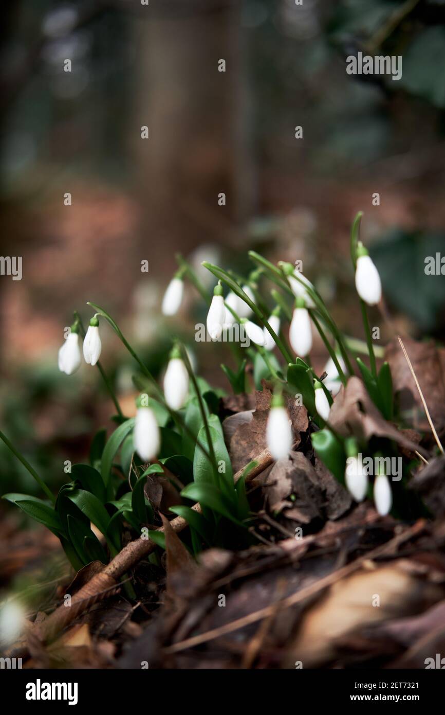 White snowdrops grow in forest in clearing. First wild spring flowers ...