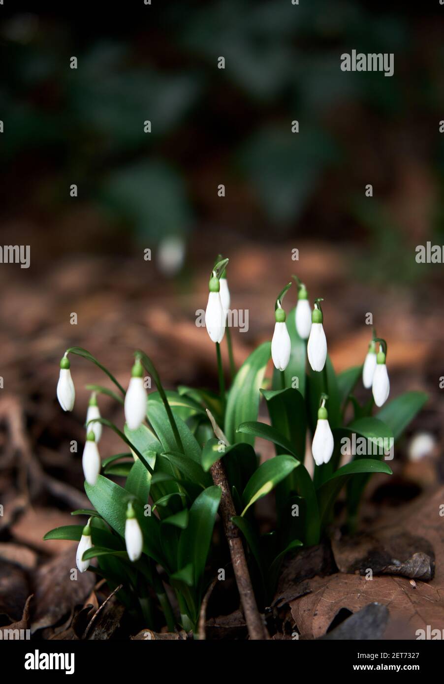 White snowdrops grow in forest in clearing. First wild spring flowers ...