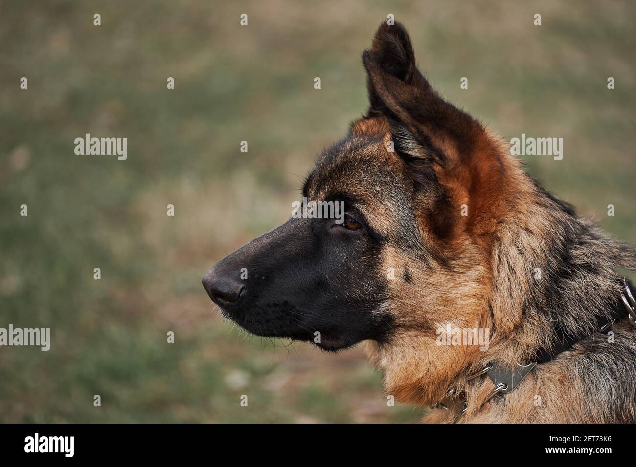 German Shepherd puppy breeding show, close up portrait on background of ...