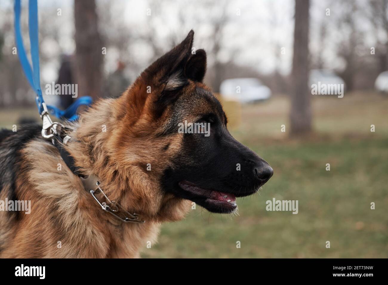 German Shepherd puppy breeding show, close up portrait on background of ...