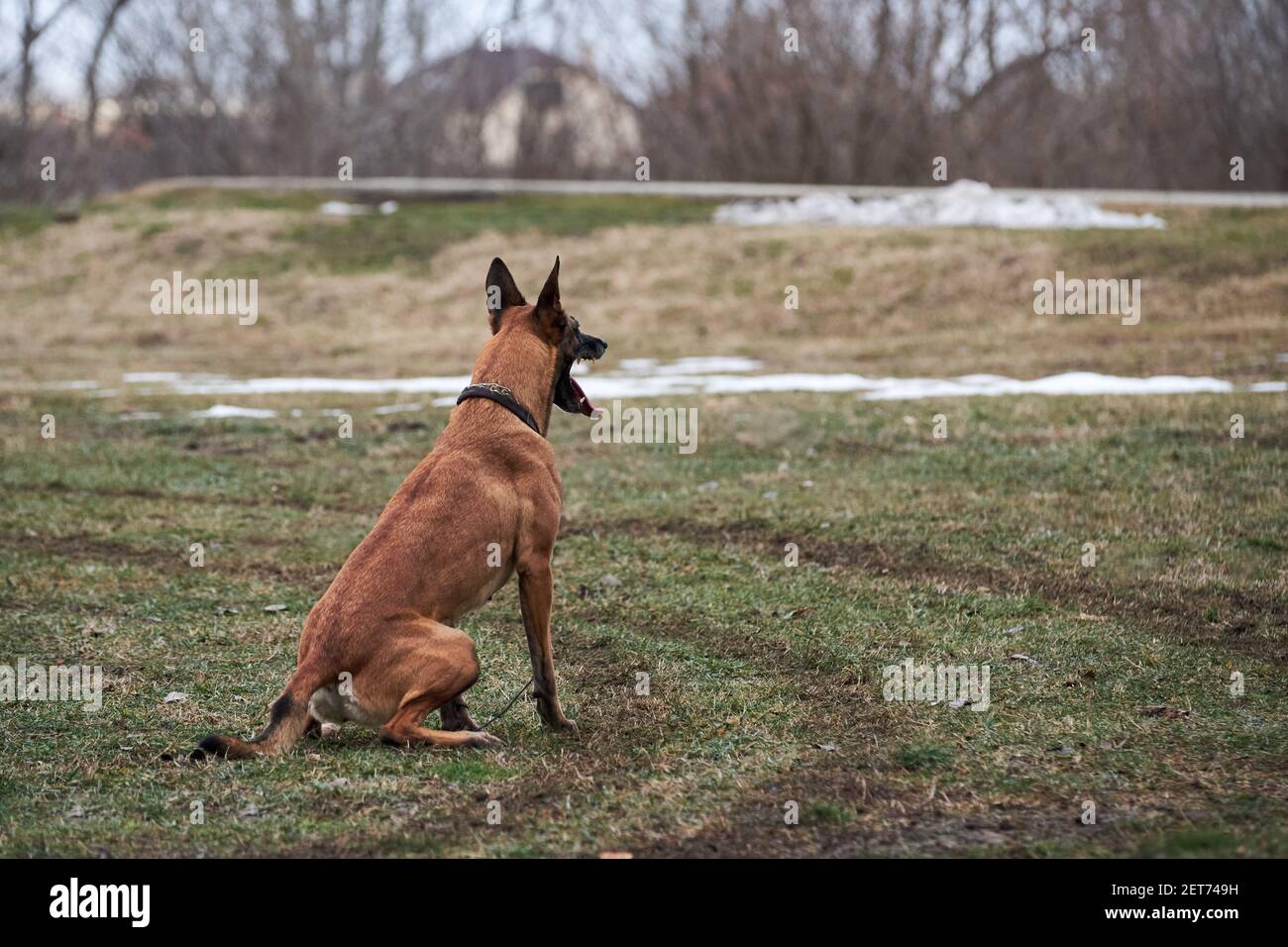 Are Belgian Malinois An Aggressive Breed