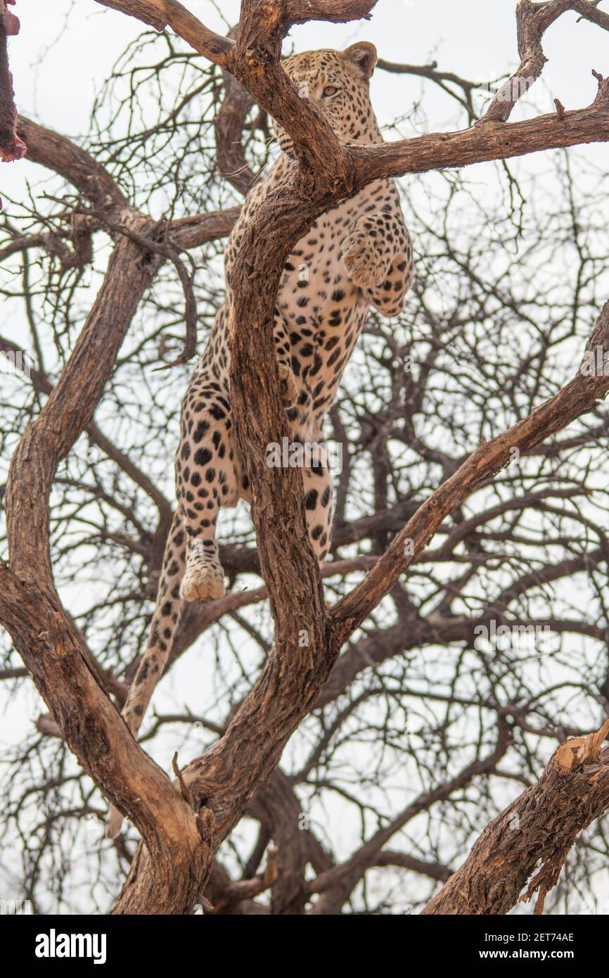 A Leopard in the dry plains of the kalahari desert in Namibia Stock ...