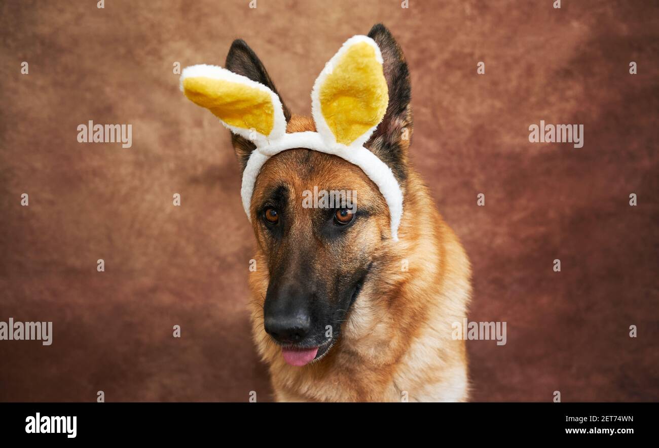Portrait of German shepherd on studio brown background with yellow and ...