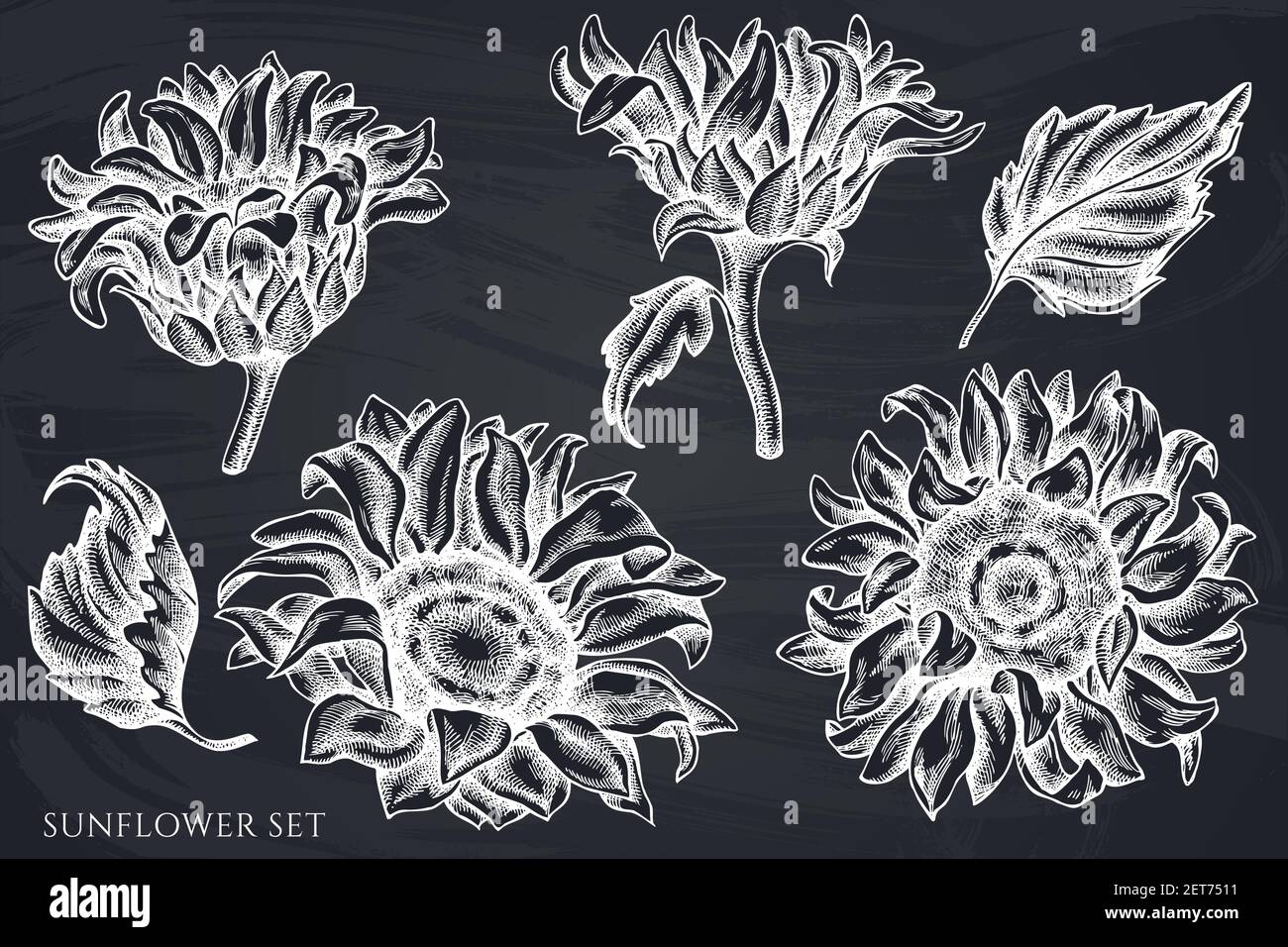 Vector set of hand drawn chalk sunflower Stock Vector Image & Art - Alamy