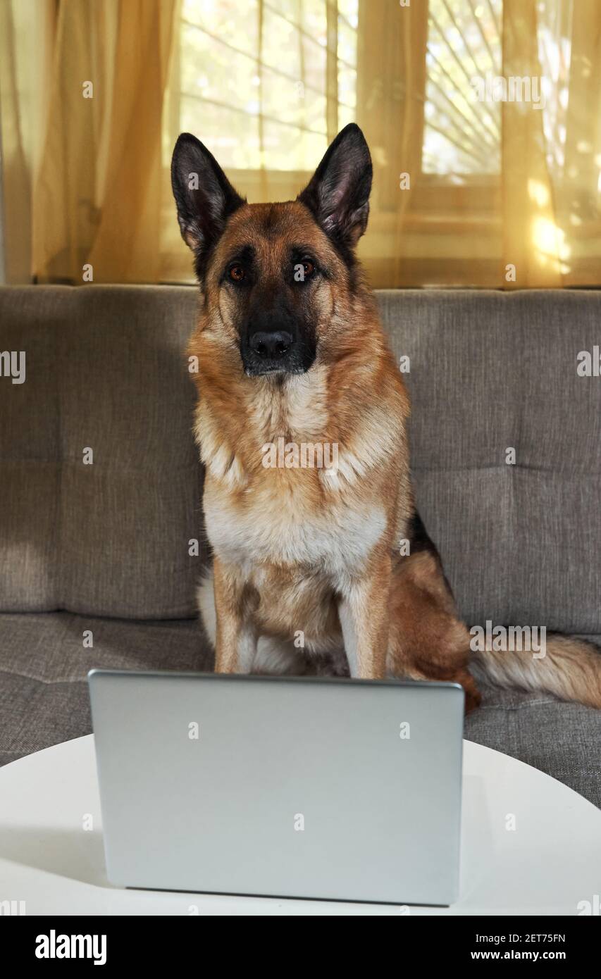Silver german shepherd hi-res stock photography and images - Alamy