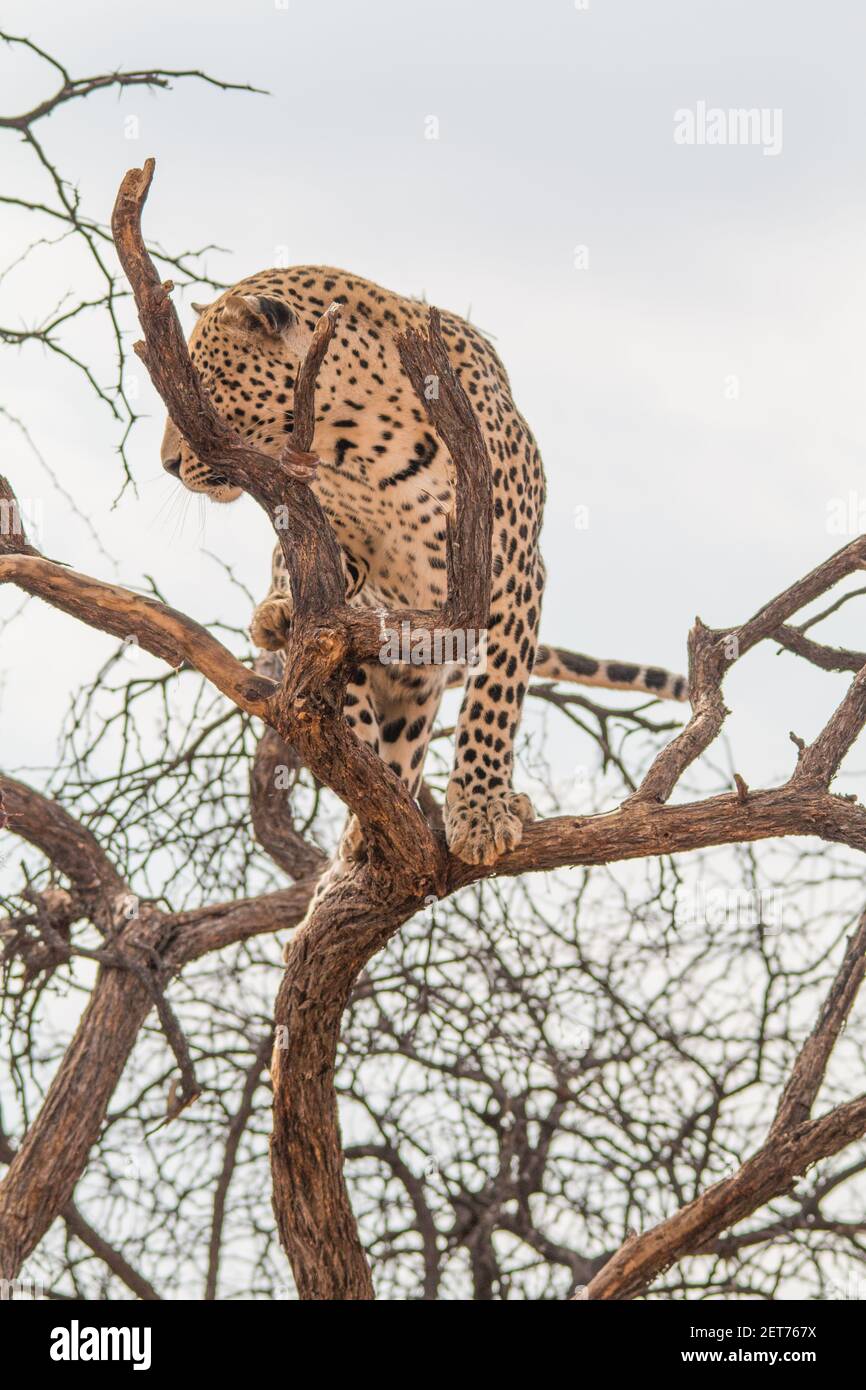 A Leopard in the dry plains of the kalahari desert in Namibia Stock ...