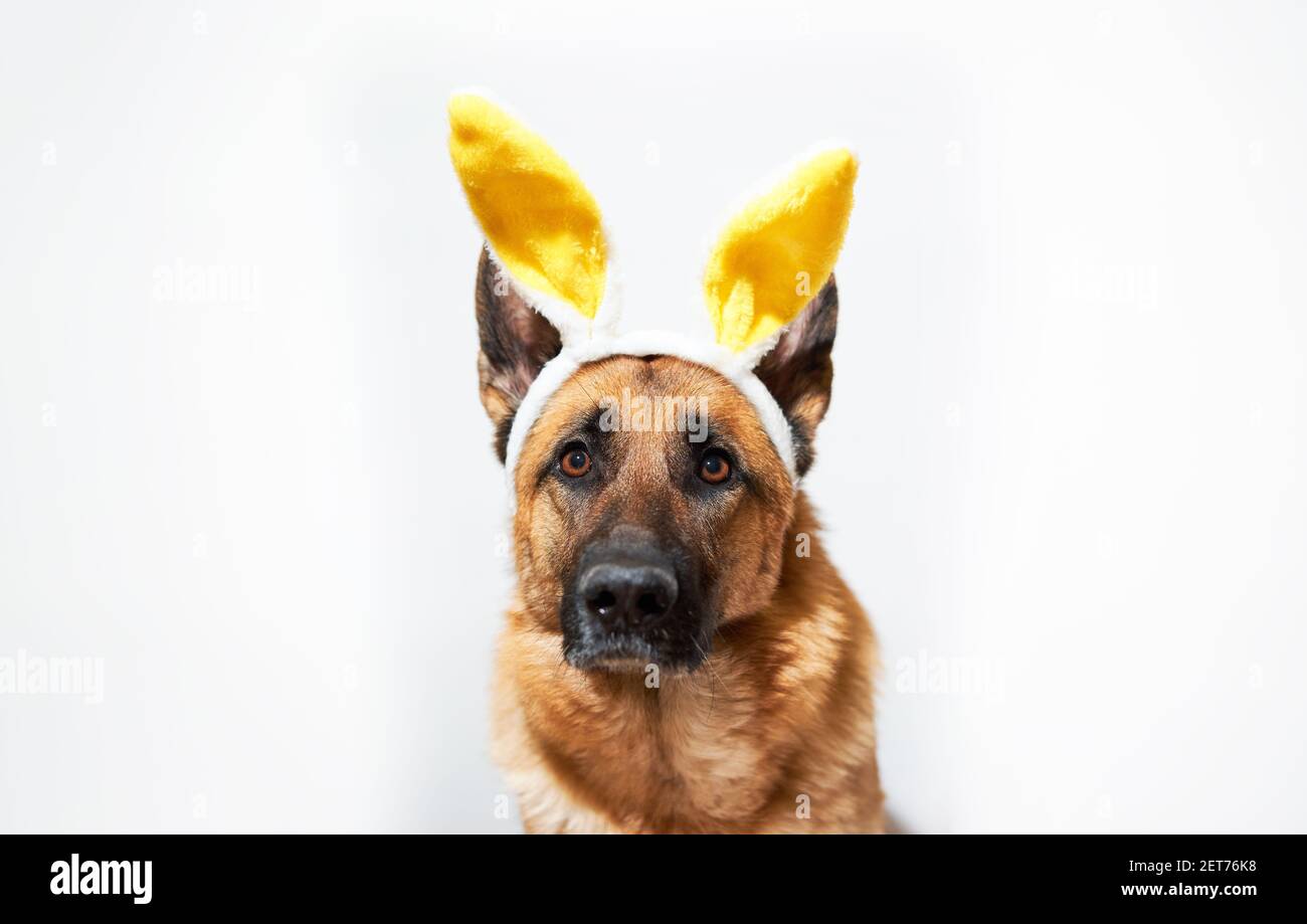 Portrait of German shepherd in black and red color on white background ...