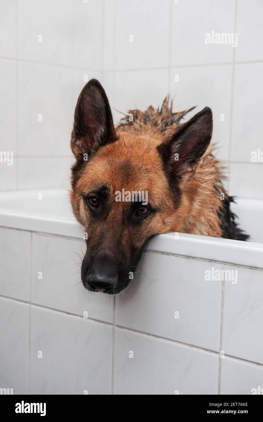 How Do Groomers Bathe A Belgian Shepherd