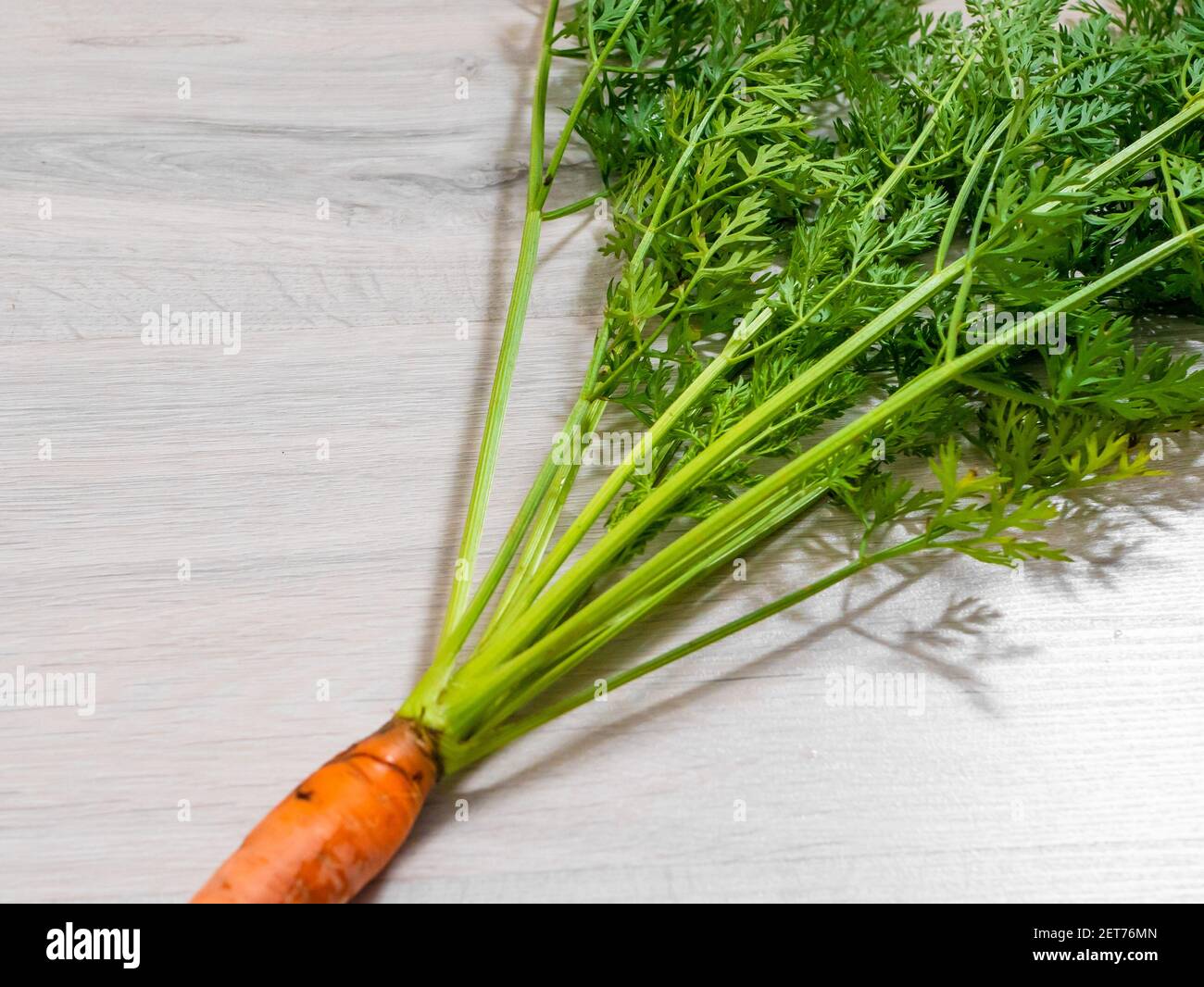 Orange natural carrot with a fluffy long tail. On a light background ...