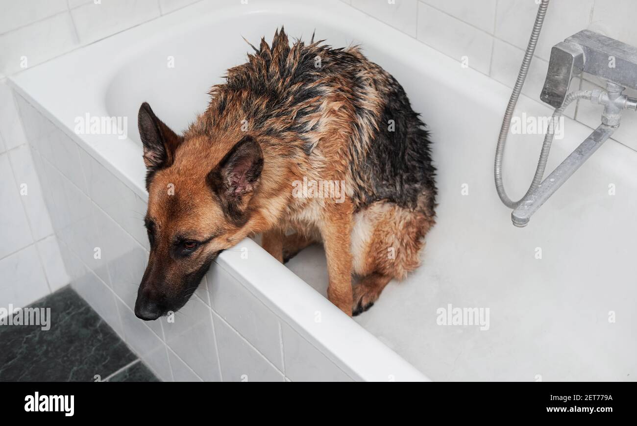 Grooming dog at home. Sad wet Shepherd sits in bath and waits to be ...