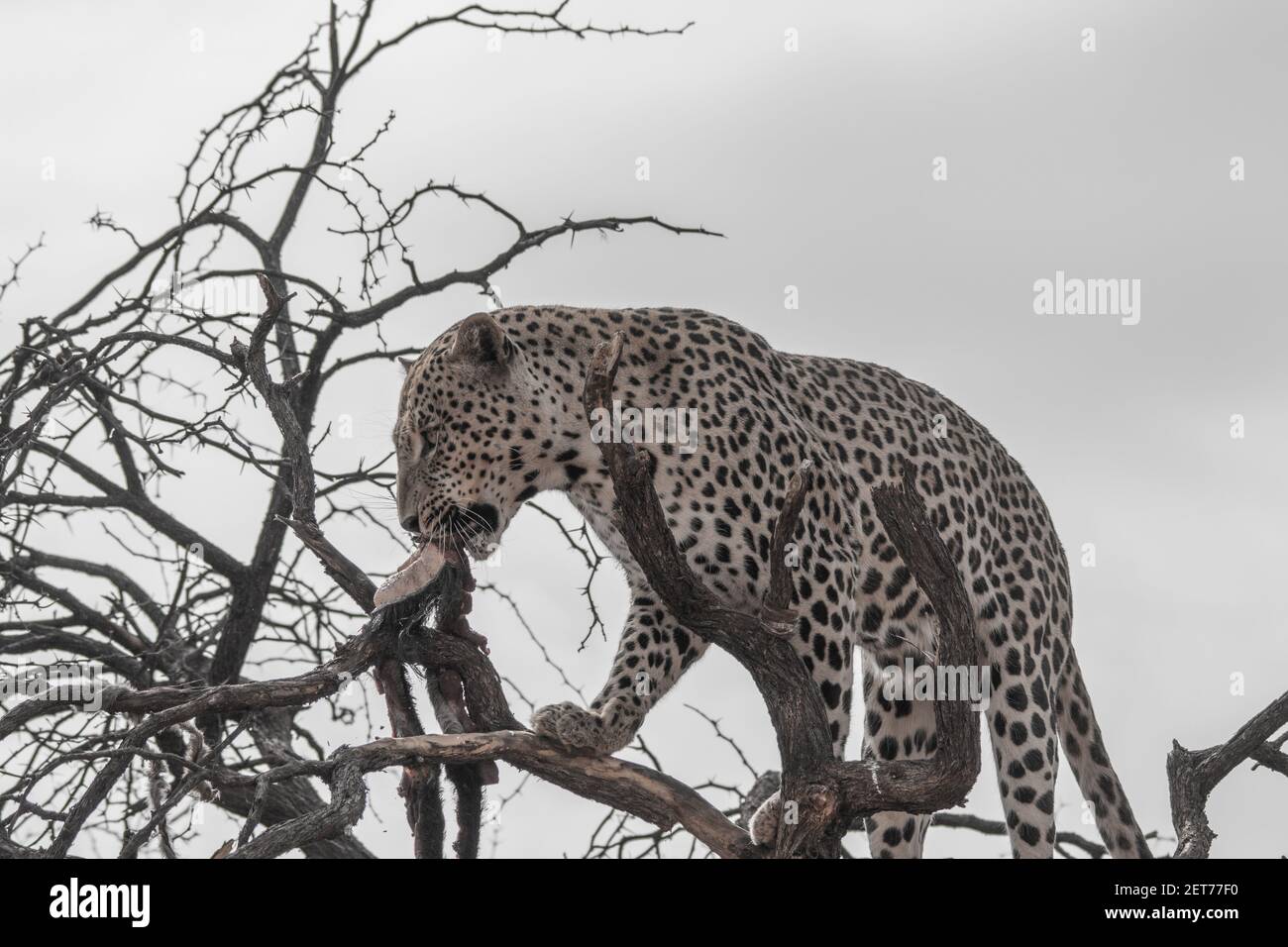 A Leopard in the dry plains of the kalahari desert in Namibia Stock ...
