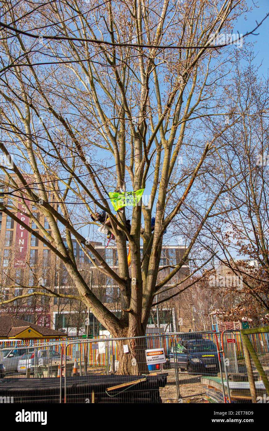 Black poplar tree hi-res stock photography and images - Alamy