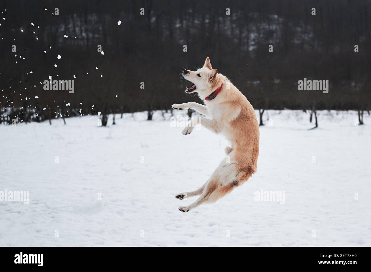 How High Can A Husky Jump