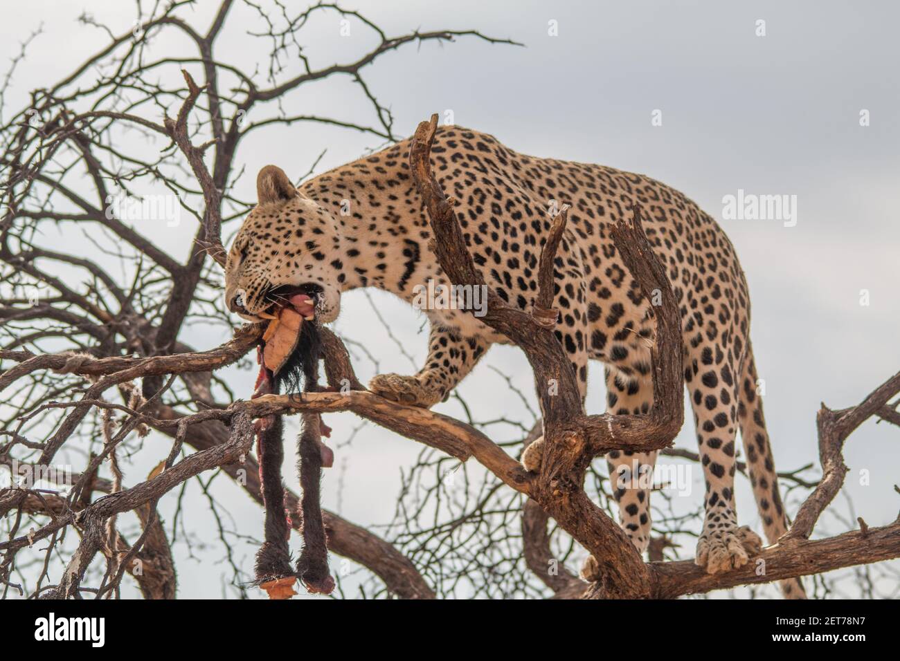 A Leopard in the dry plains of the kalahari desert in Namibia Stock ...