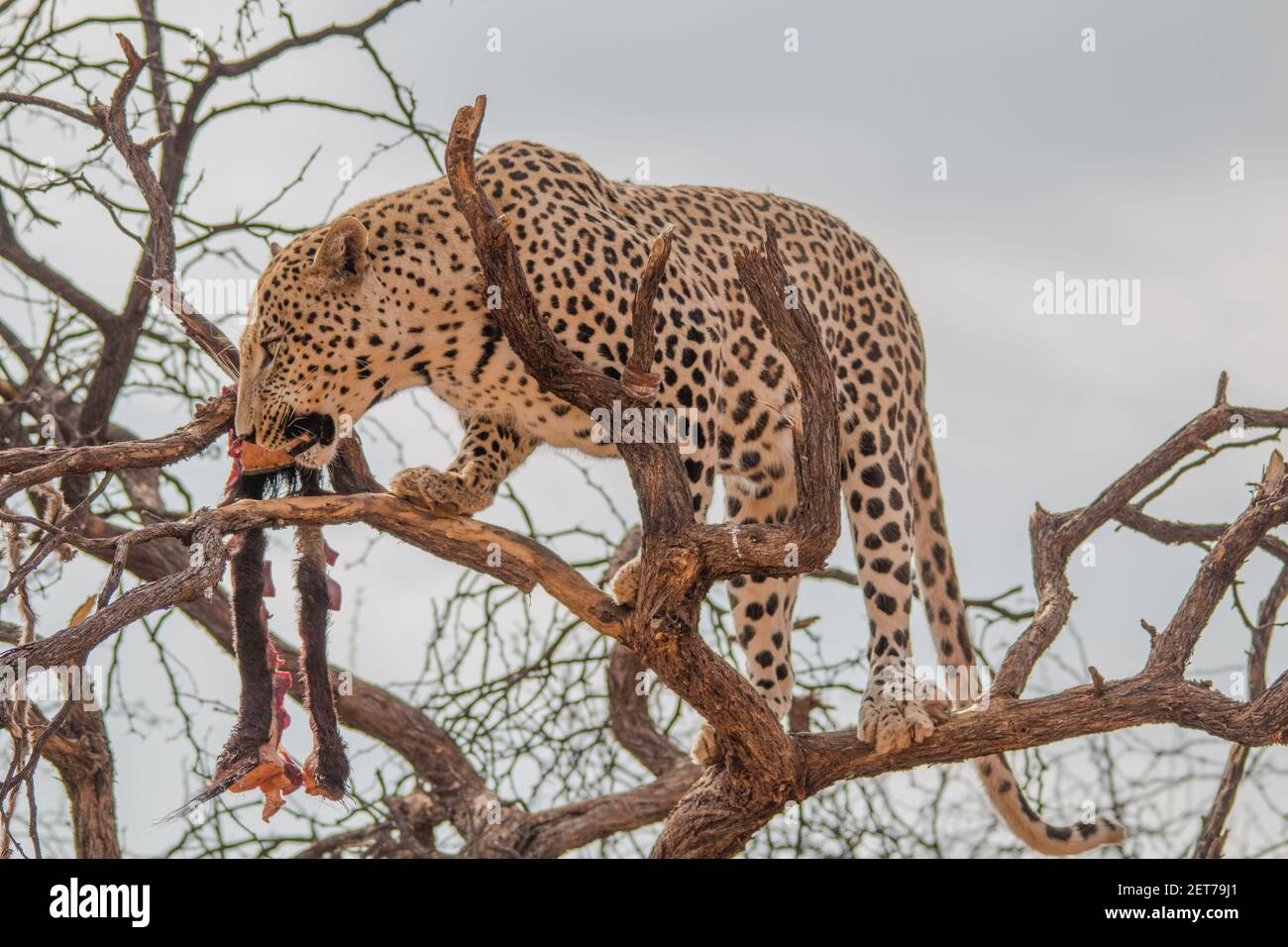 A Leopard in the dry plains of the kalahari desert in Namibia Stock ...