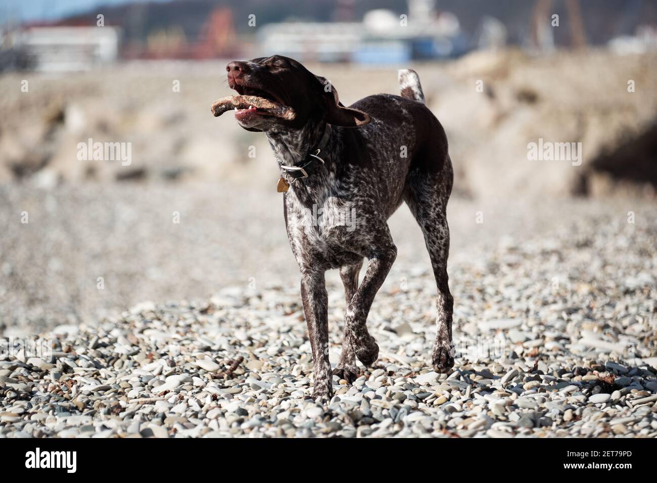 Dog well groomed coat hi-res stock photography and images - Alamy