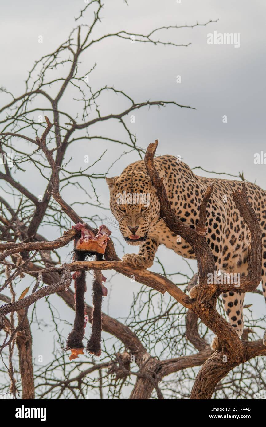 A Leopard in the dry plains of the kalahari desert in Namibia Stock ...