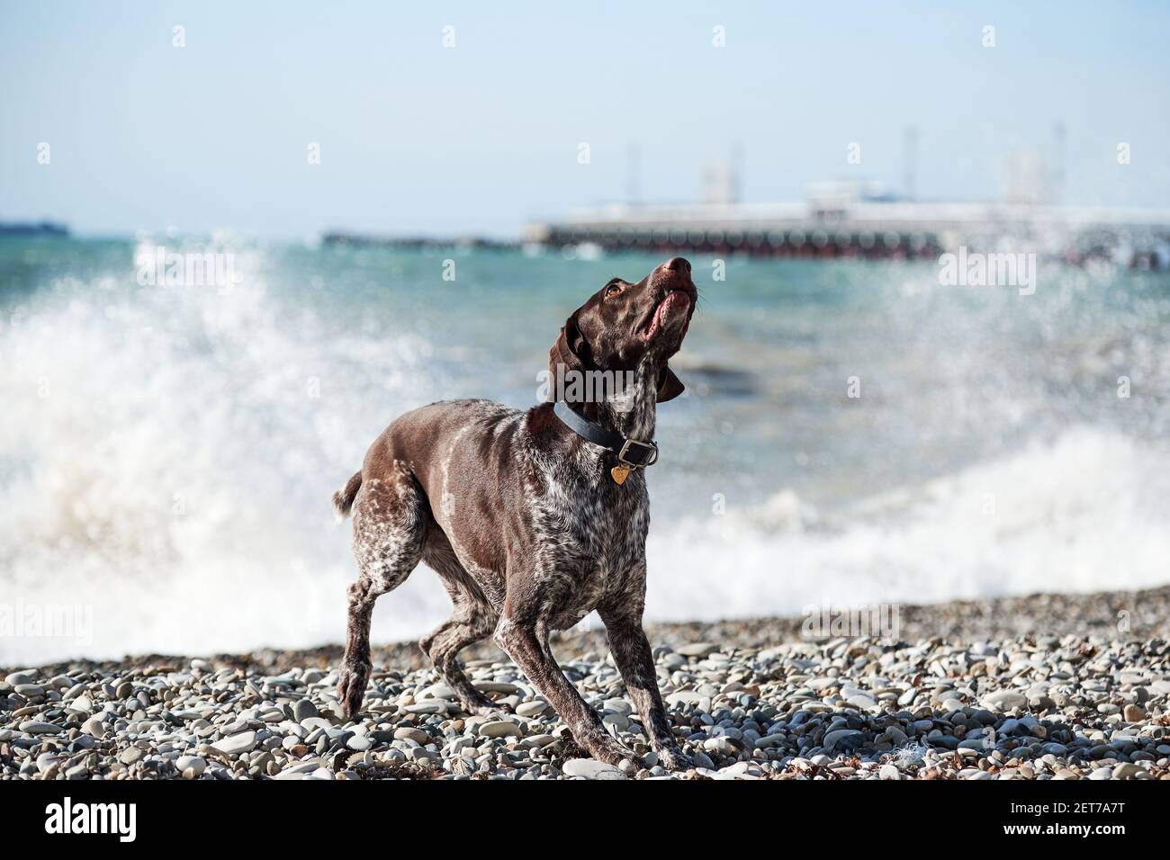 Dog is a short haired hunting dog breed with drooping ears. Walk in ...
