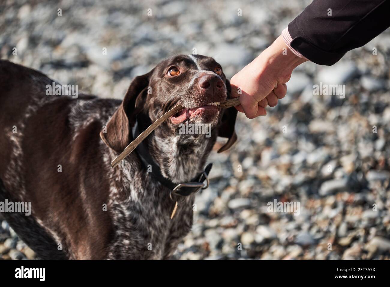 Charming kurzhaar. Shorthaired pointer plays in stick with his man ...