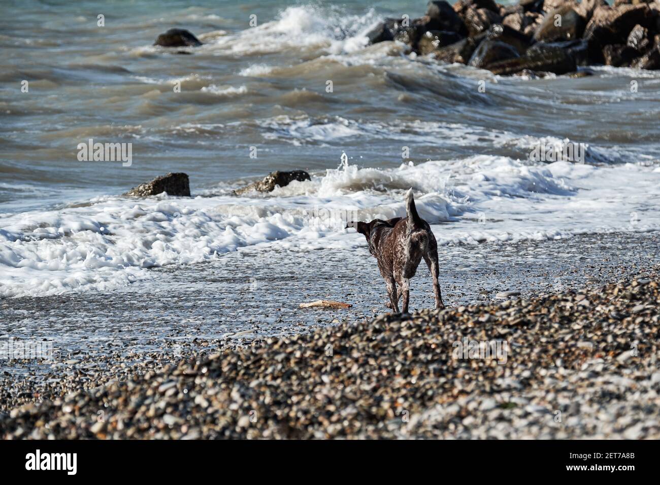 Dog is a short haired hunting dog breed with drooping ears. Walk in ...