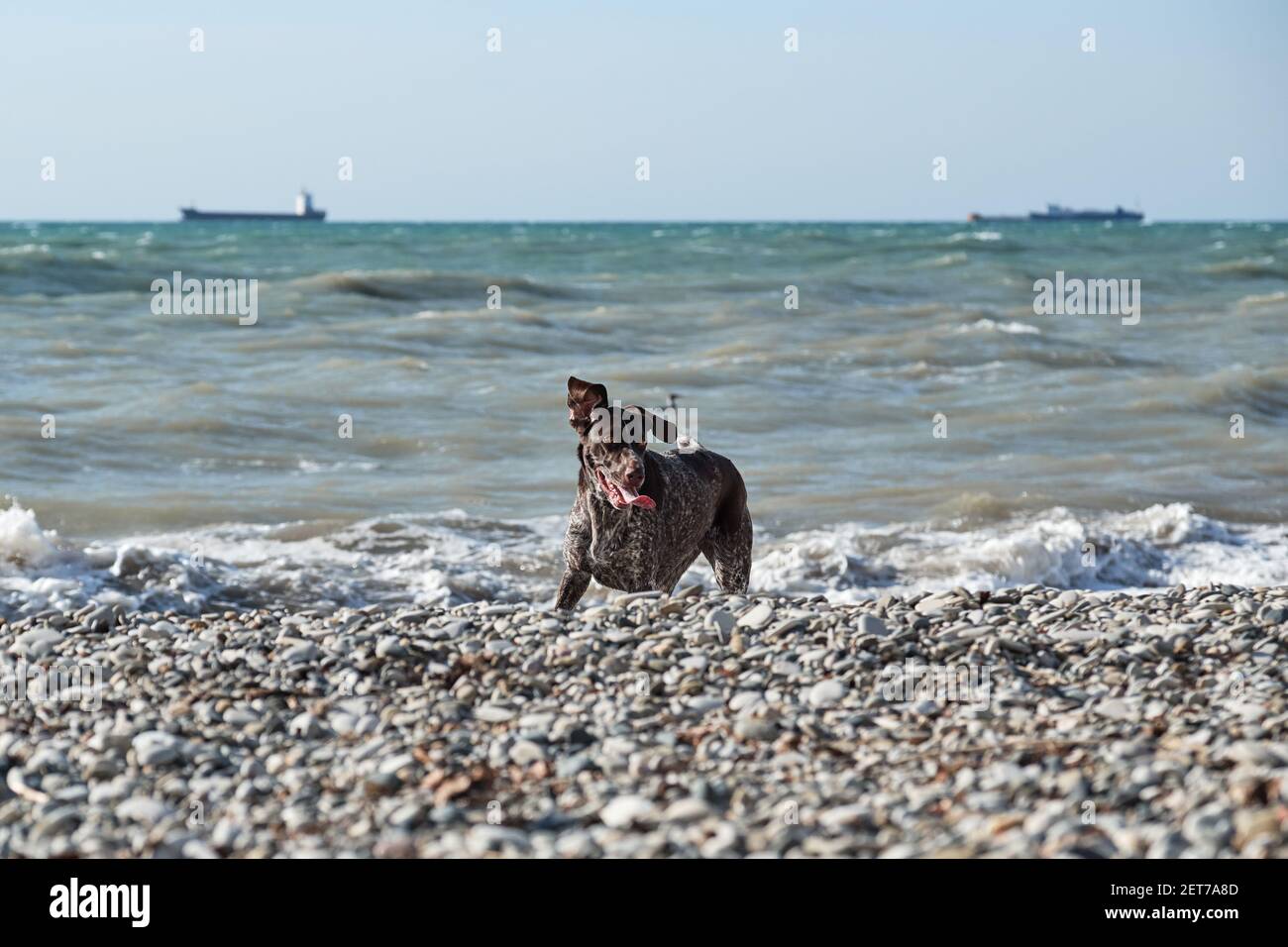 Dog is a short haired hunting dog breed with drooping ears. Walk in ...