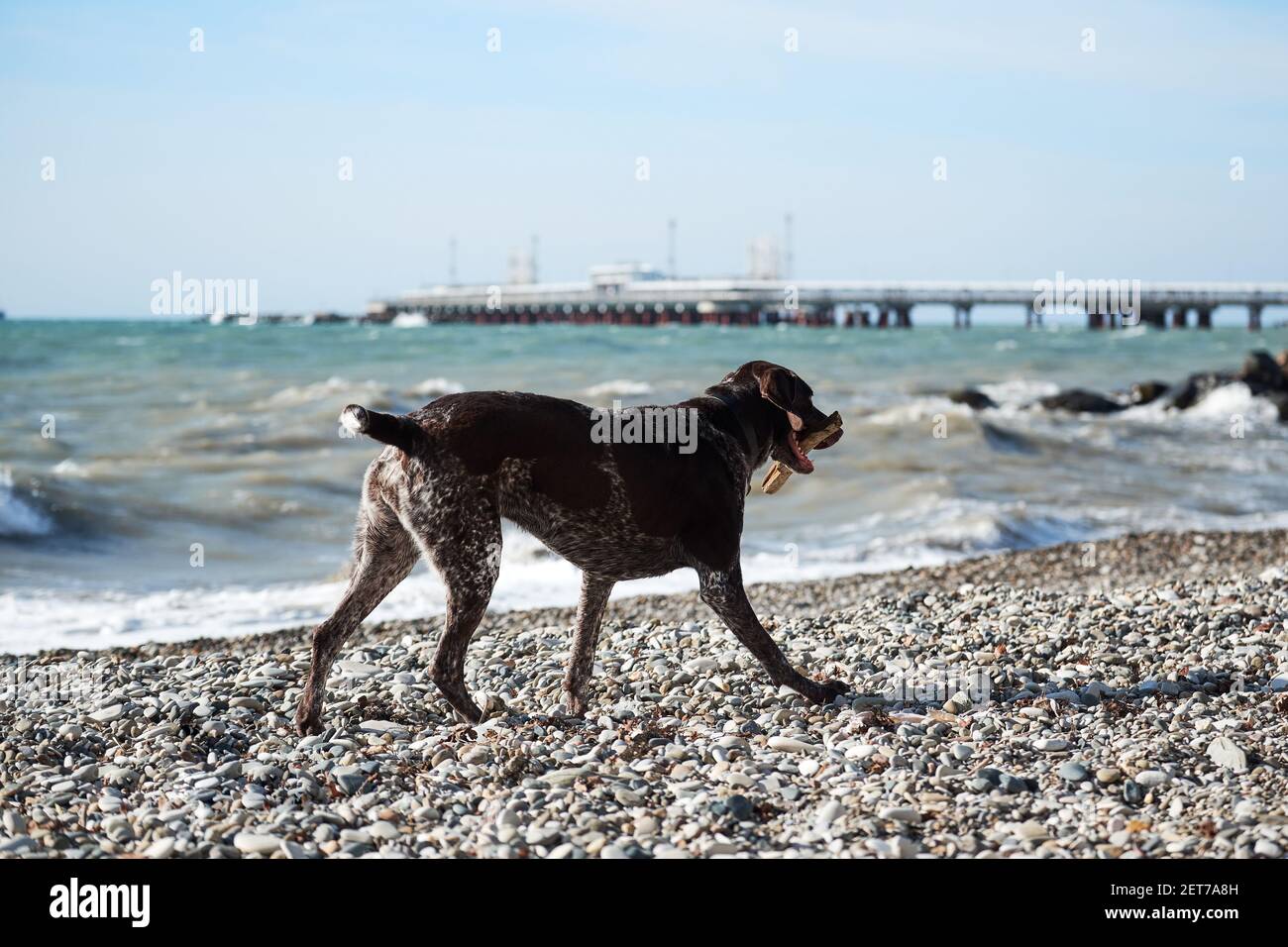 Dog is a short haired hunting dog breed with drooping ears. Walk in ...