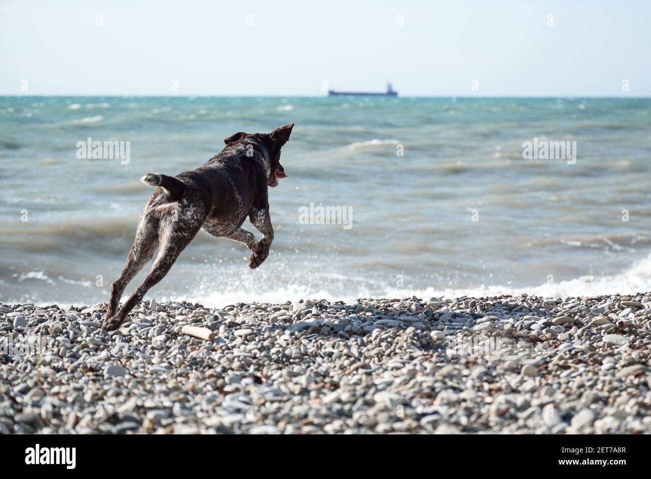 Dog is a short haired hunting dog breed with drooping ears. Walk in ...