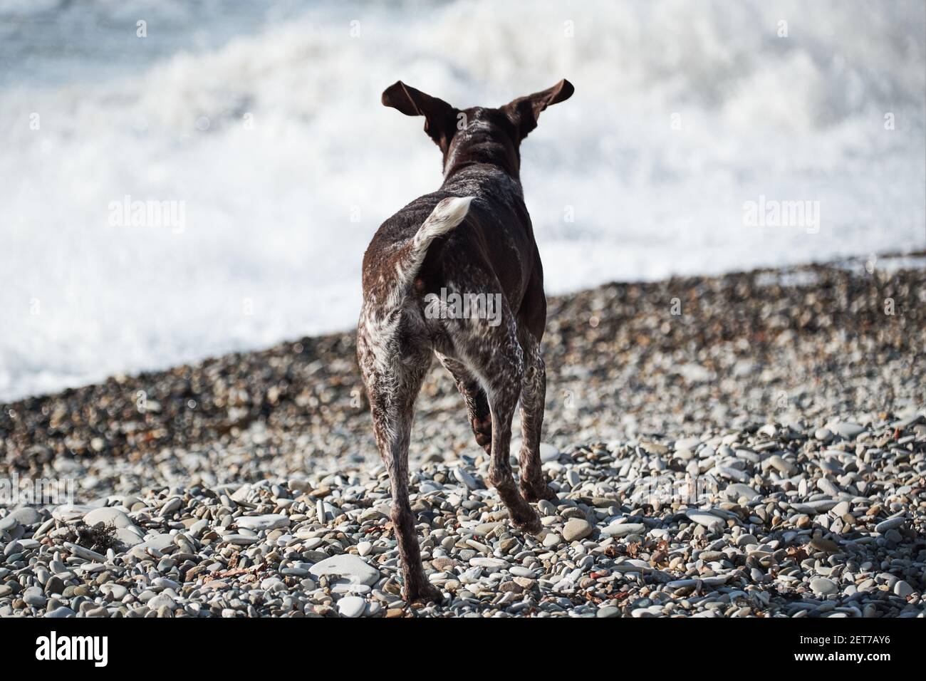Dog is a short haired hunting dog breed with drooping ears. Walk in ...
