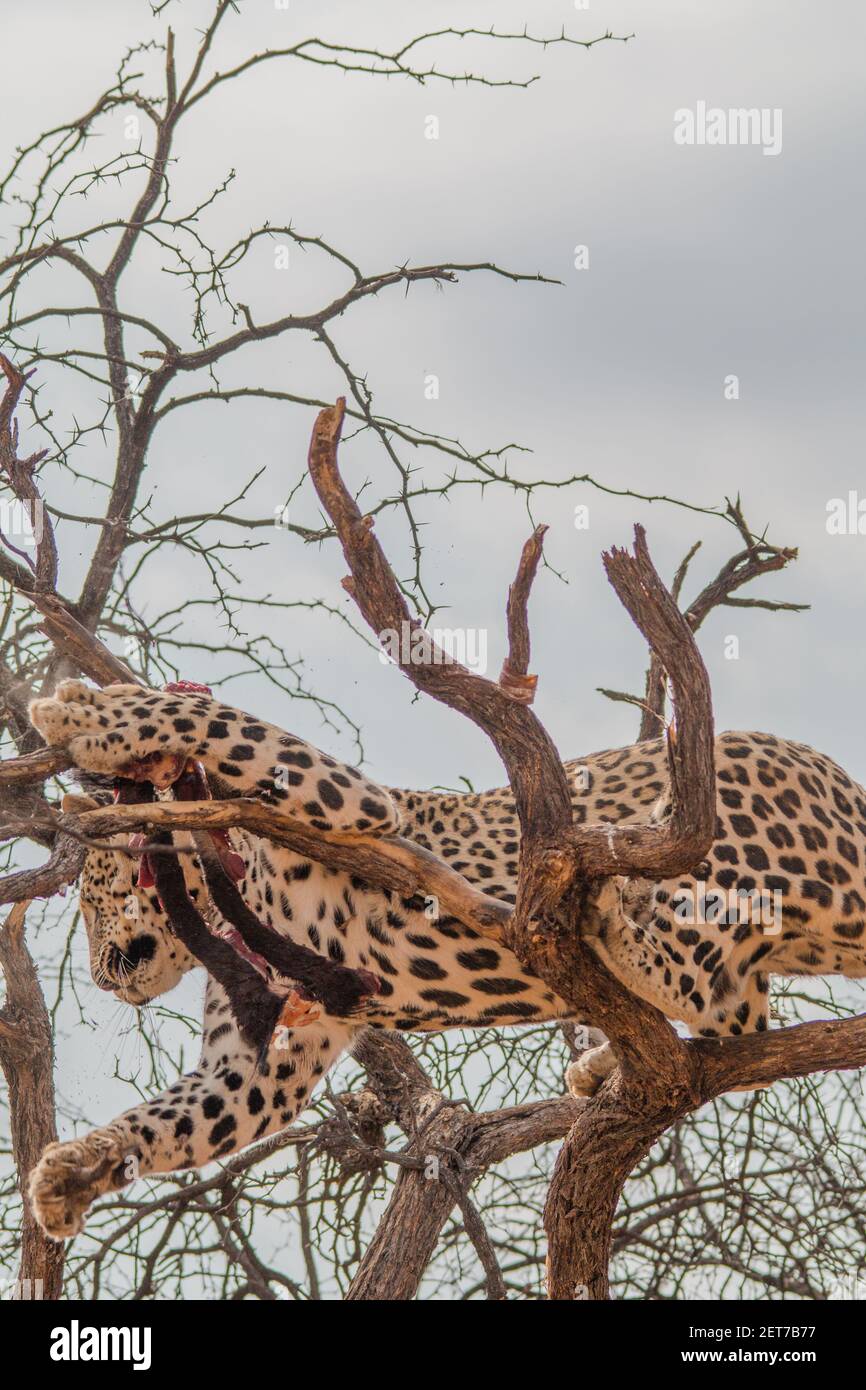 Leopard eating meat in namibia hi-res stock photography and images - Alamy