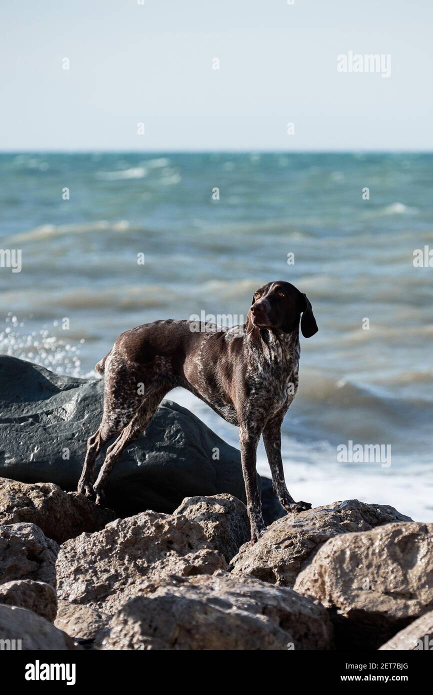 Drooping Ears High Resolution Stock Photography and Images - Alamy