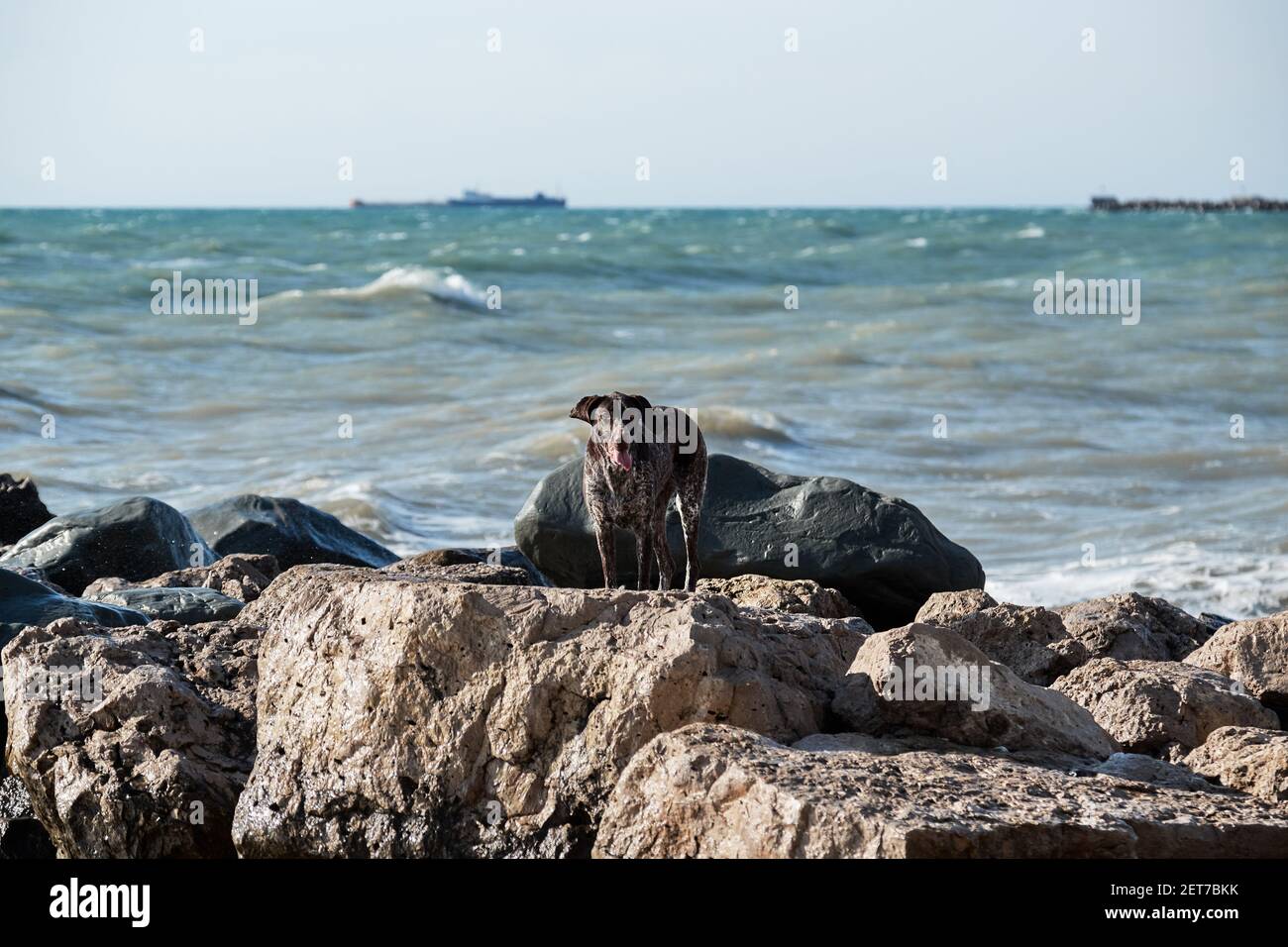 Pointer stands hi-res stock photography and images - Alamy