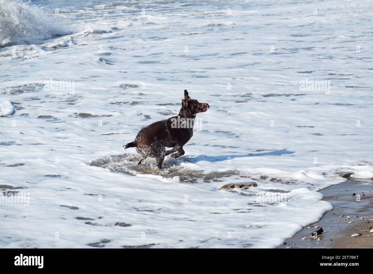 Dog is short haired hunting dog breed with drooping ears. Walk in fresh ...