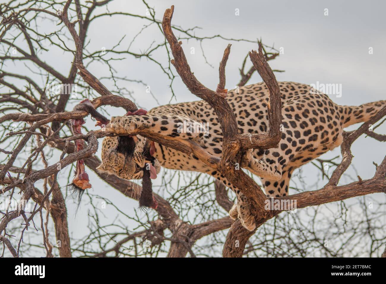 A Leopard in the dry plains of the kalahari desert in Namibia Stock ...