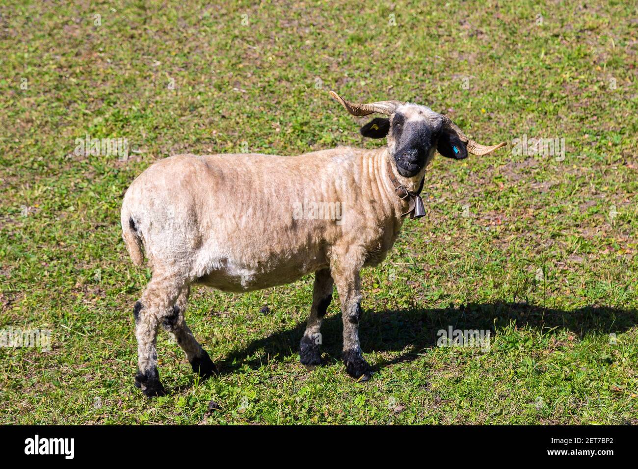Swiss Alps and Valais blacknose sheep nest to Zermatt in Switzerland ...
