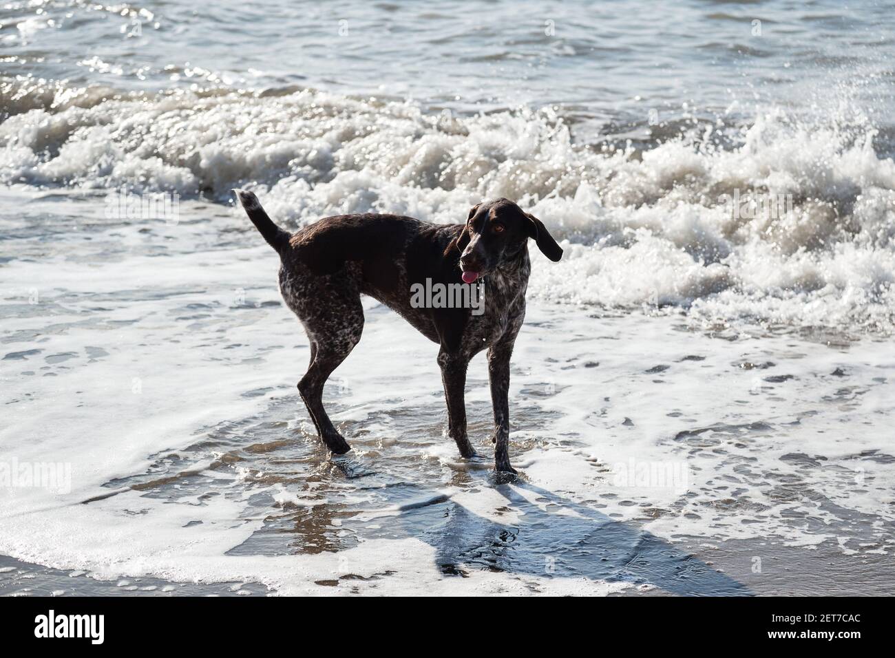 Dog is short haired hunting dog breed with drooping ears. Walk in fresh ...