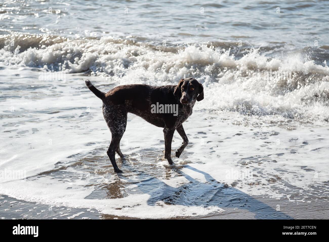 Dog is short haired hunting dog breed with drooping ears. Walk in fresh ...