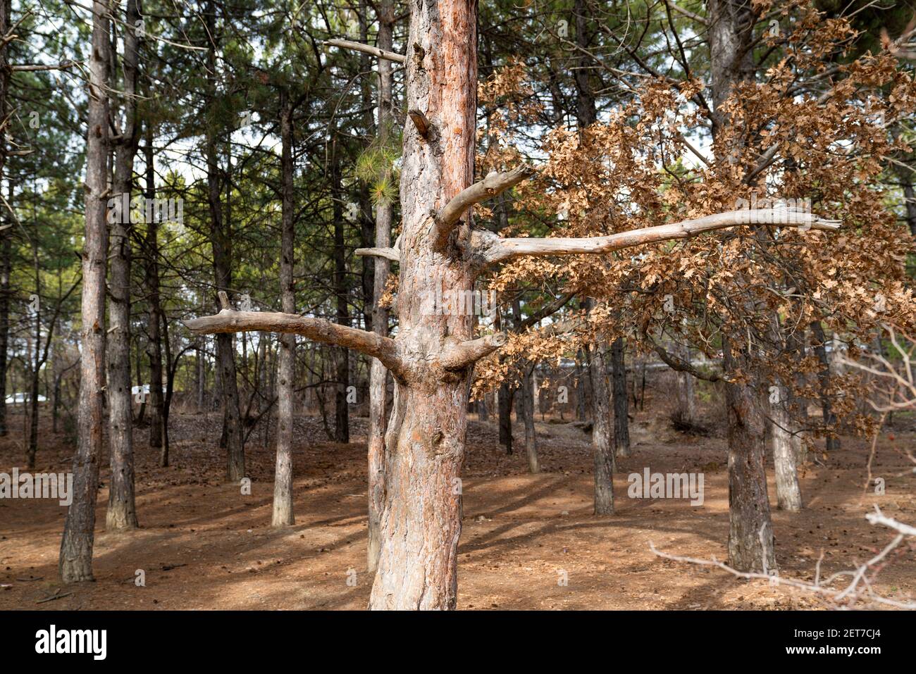 Spruce trees acid rain hi-res stock photography and images - Alamy