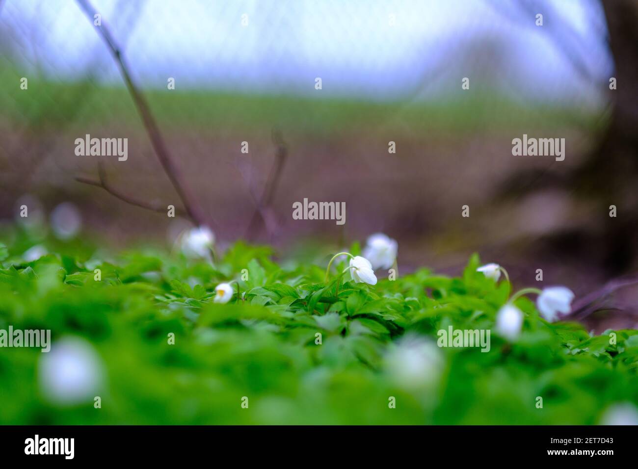 small white spring flowers on green wet background surface texture with ...