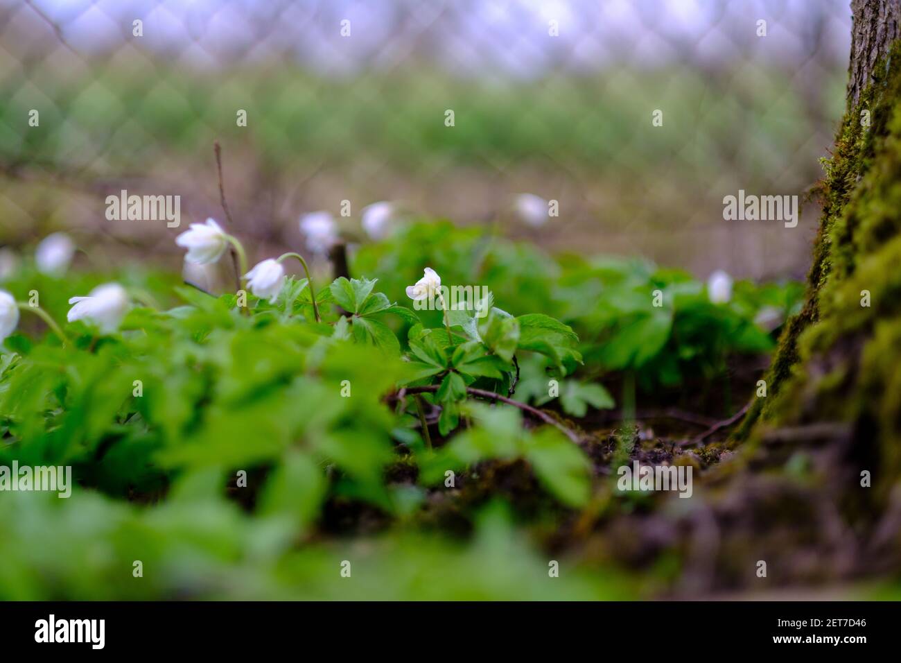 small white spring flowers on green wet background surface texture with ...