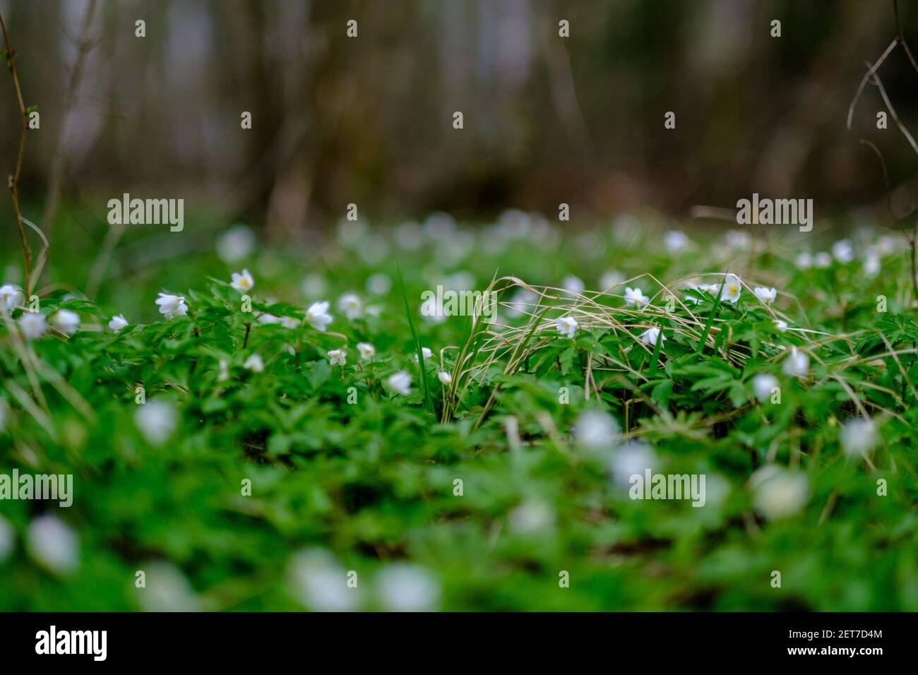 small white spring flowers on green wet background surface texture with ...