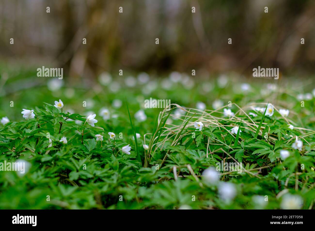 small white spring flowers on green wet background surface texture with ...