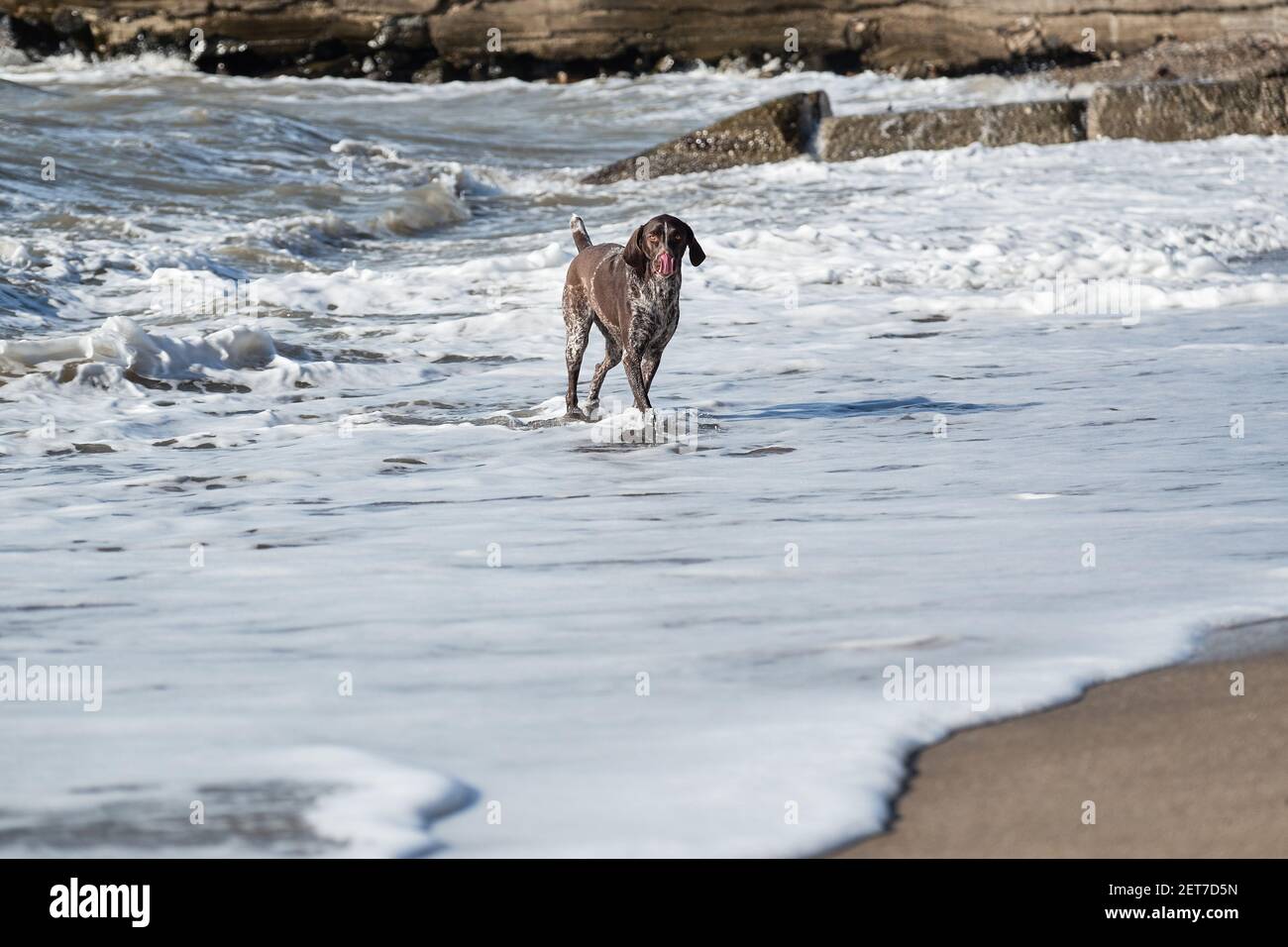 Dog is short haired hunting dog breed with drooping ears. Walk in fresh ...