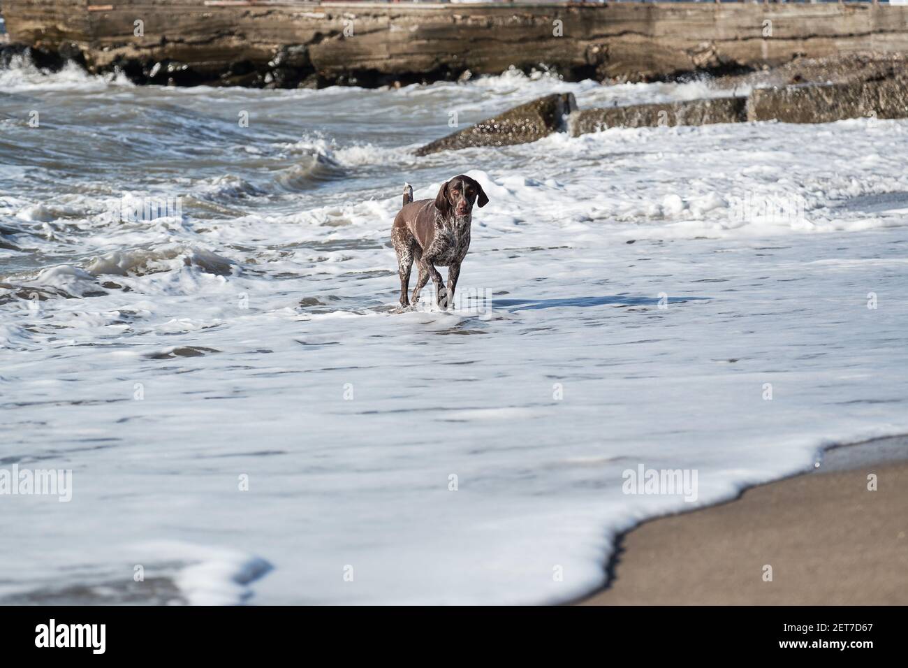 Dog is short haired hunting dog breed with drooping ears. Walk in fresh ...